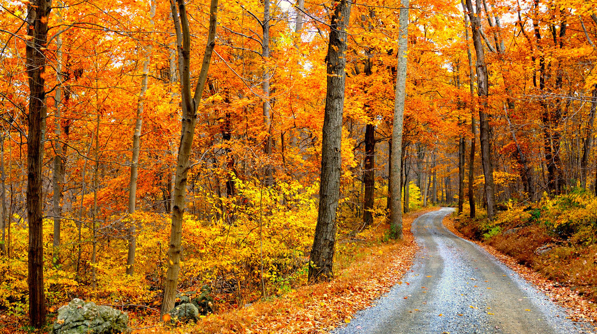 Fietsroute Loofbos Horsterwold | Fietsen123