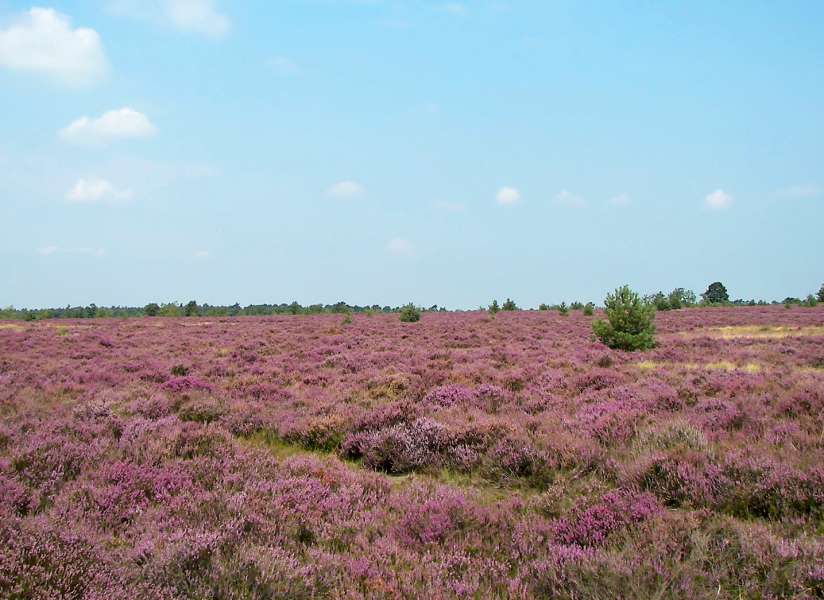 Vijf prachtige heideroutes | Fietsen123